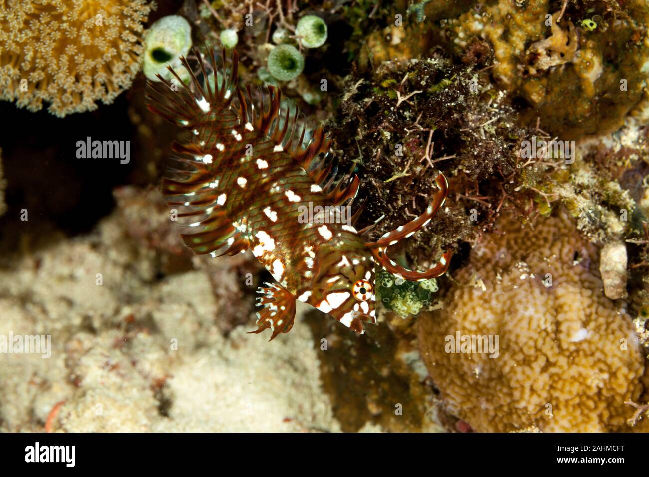 Juvenile Rockmover, Dragon, or Reindeer Wrasse, Novaculichthys ...