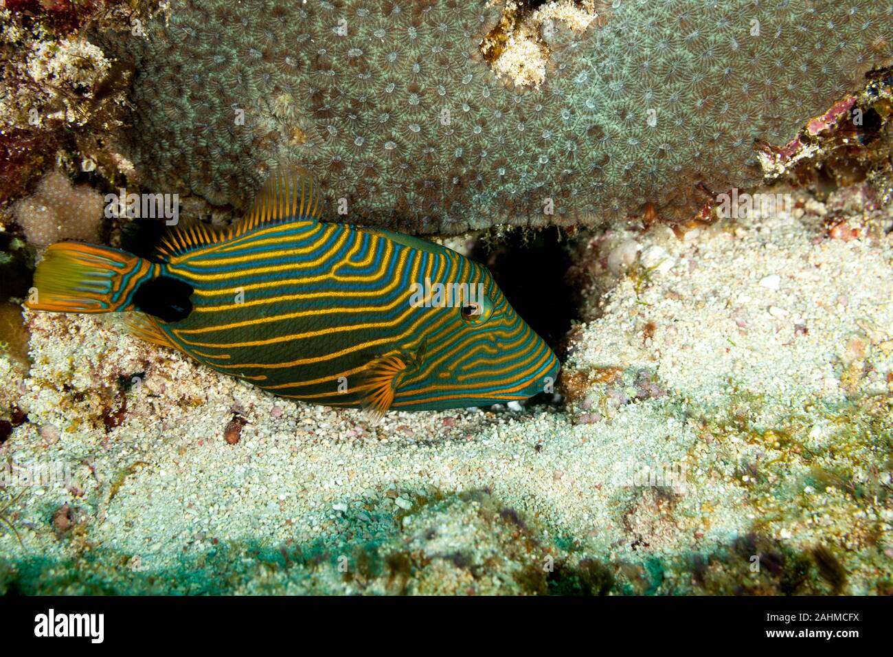 Orangelined triggerfish hi-res stock photography and images - Alamy