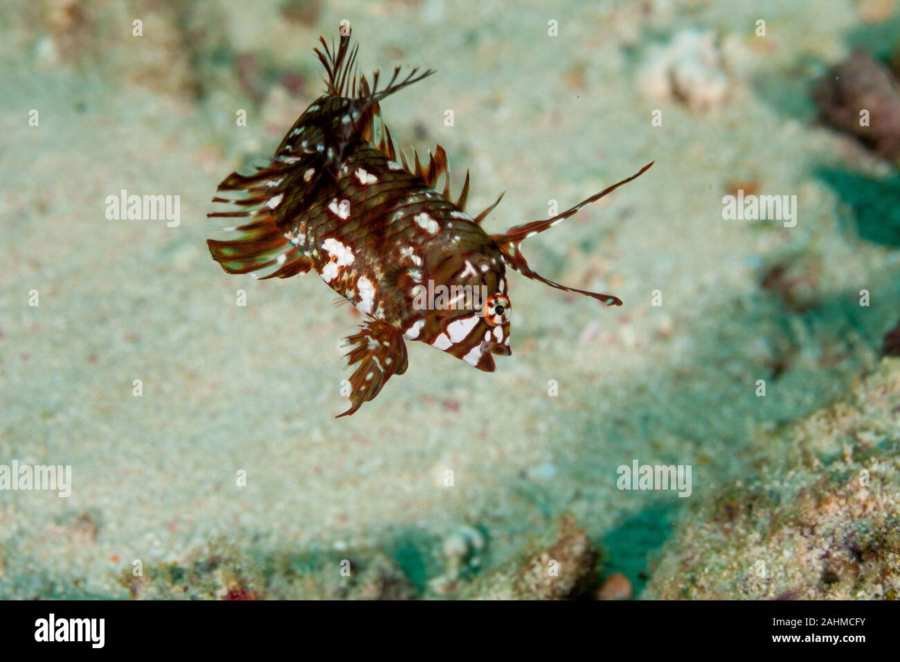 Juvenile rockmover wrasse hi-res stock photography and images - Alamy
