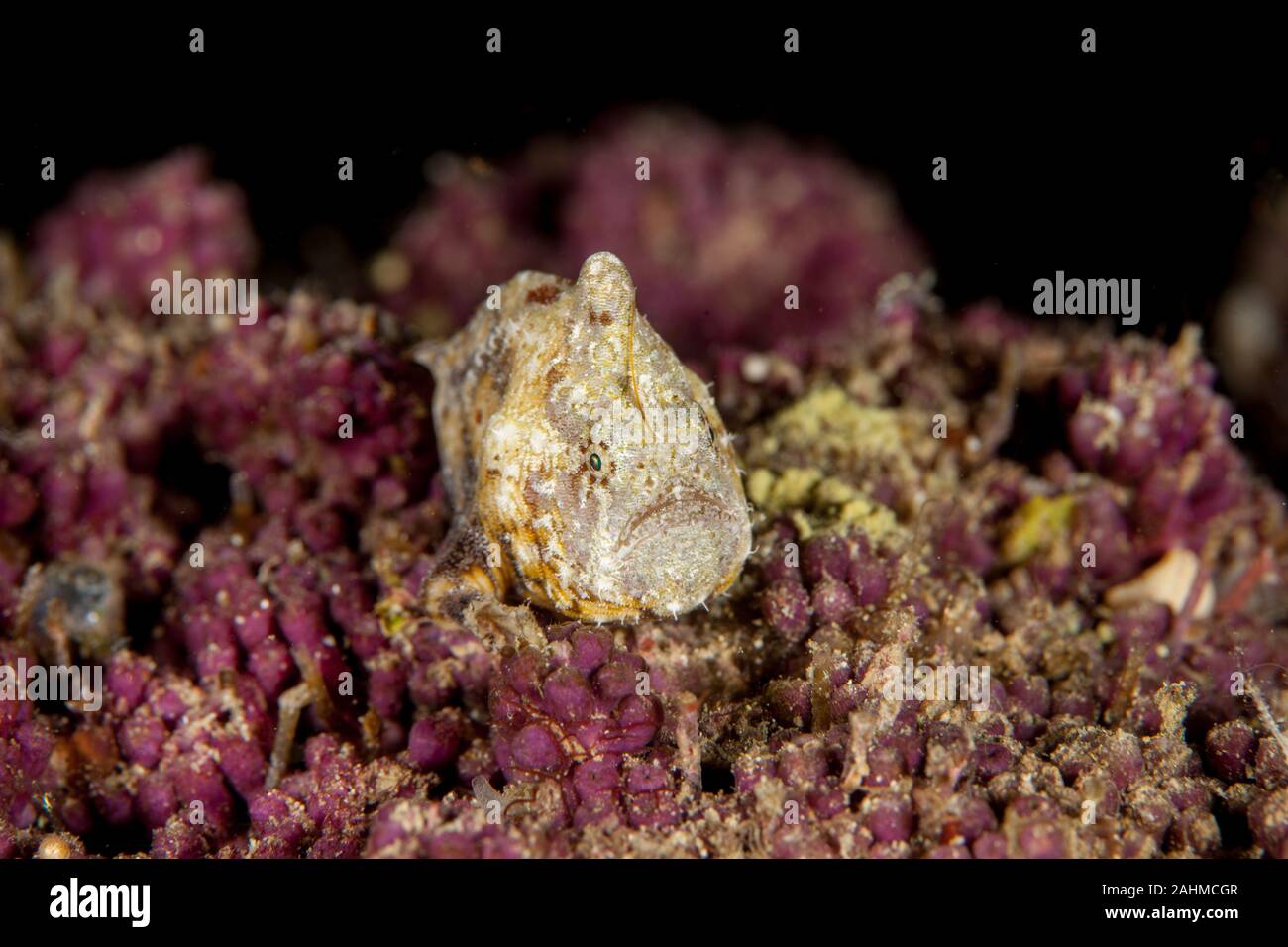 Tuberculated frogfish, Antennatus tuberosus Stock Photo - Alamy