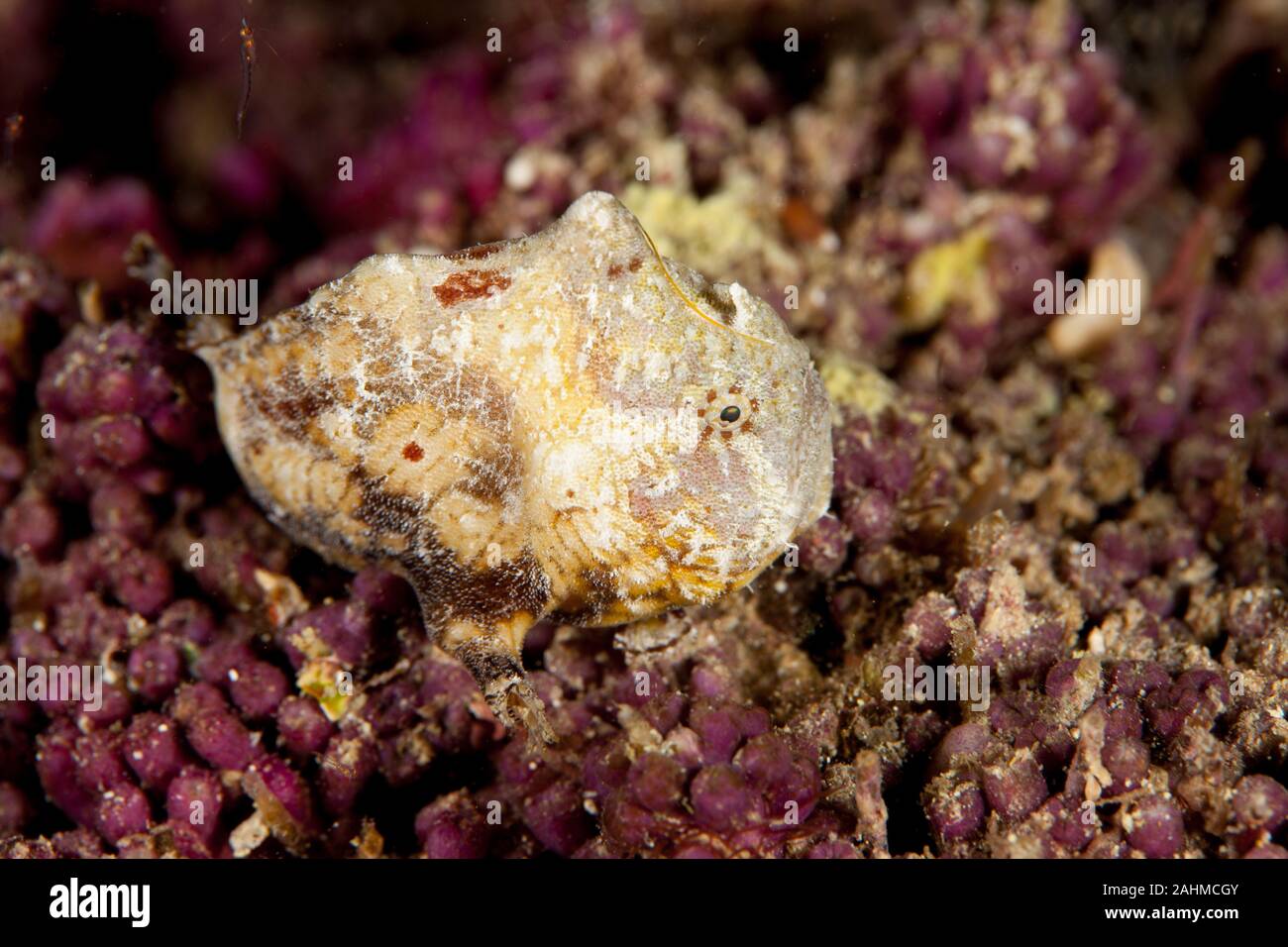 Tuberculated frogfish, Antennatus tuberosus Stock Photo - Alamy