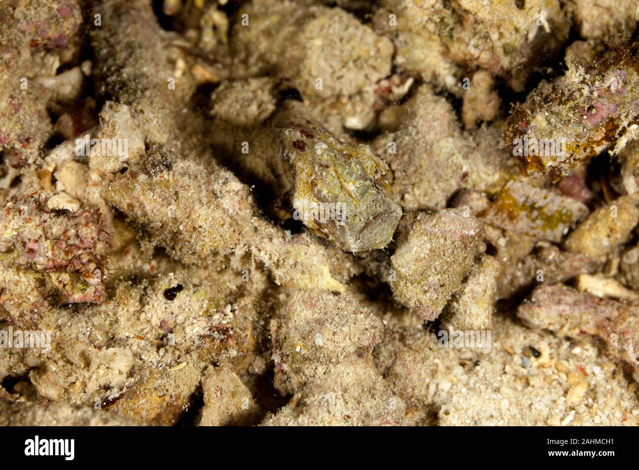 Tuberculated frogfish, Antennatus tuberosus Stock Photo - Alamy