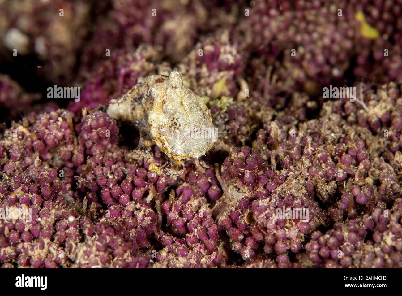 Tuberculated frogfish, Antennatus tuberosus Stock Photo - Alamy