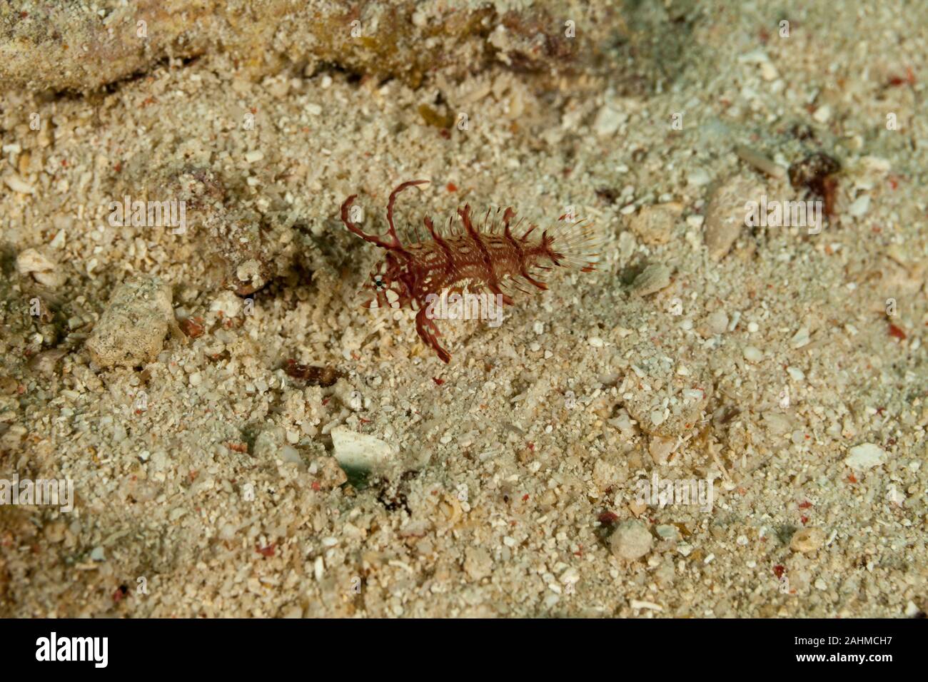 Juvenile rockmover wrasse hi-res stock photography and images - Alamy