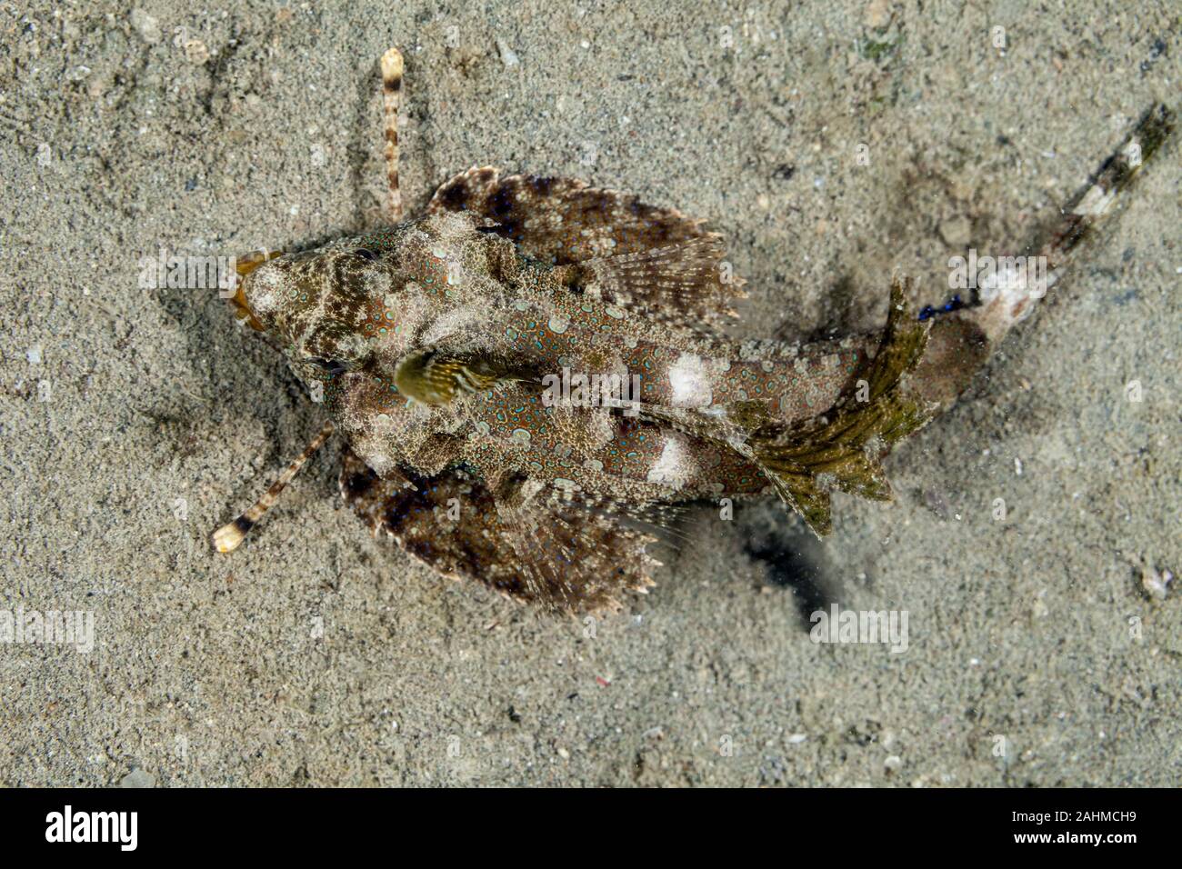 Fingered dragonet dactylopus dactylopus hi-res stock photography and ...