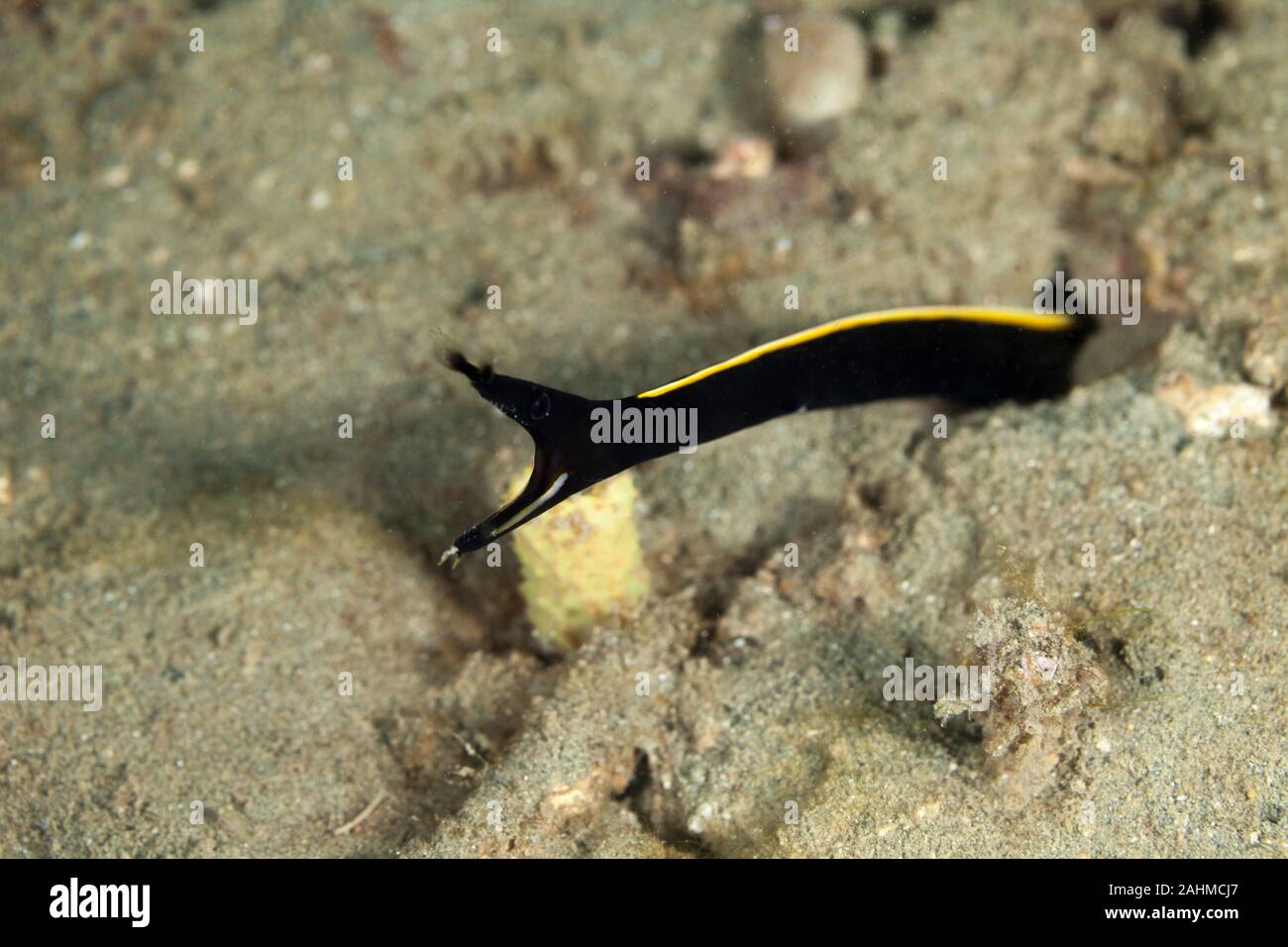 Black Ribbon Eel (juvenile) - Rhinomuraena quaesita Stock Photo - Alamy