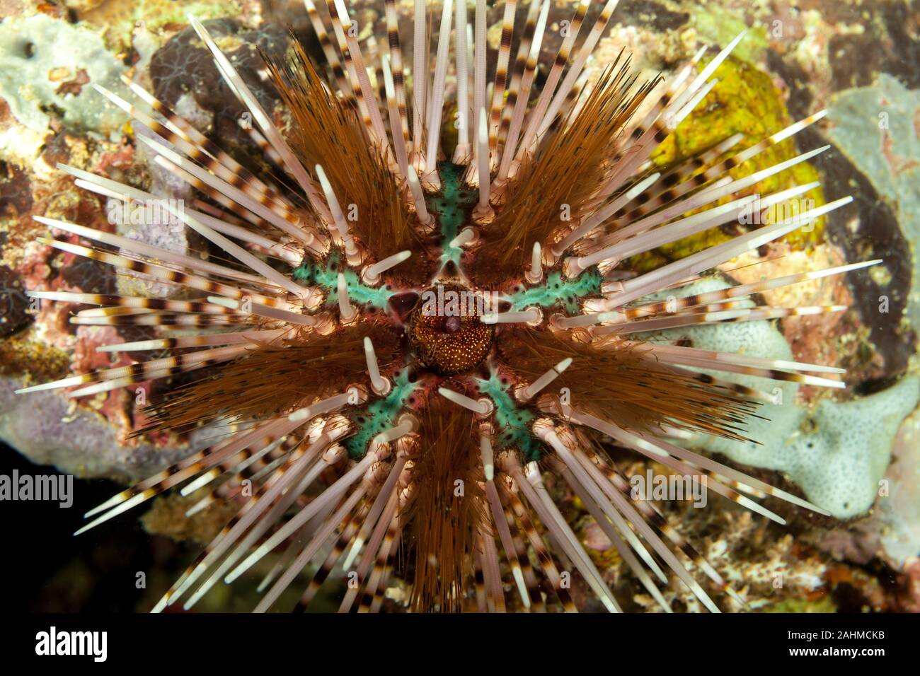 Banded sea urchin or double spined urchin, Echinothrix calamaris Stock ...