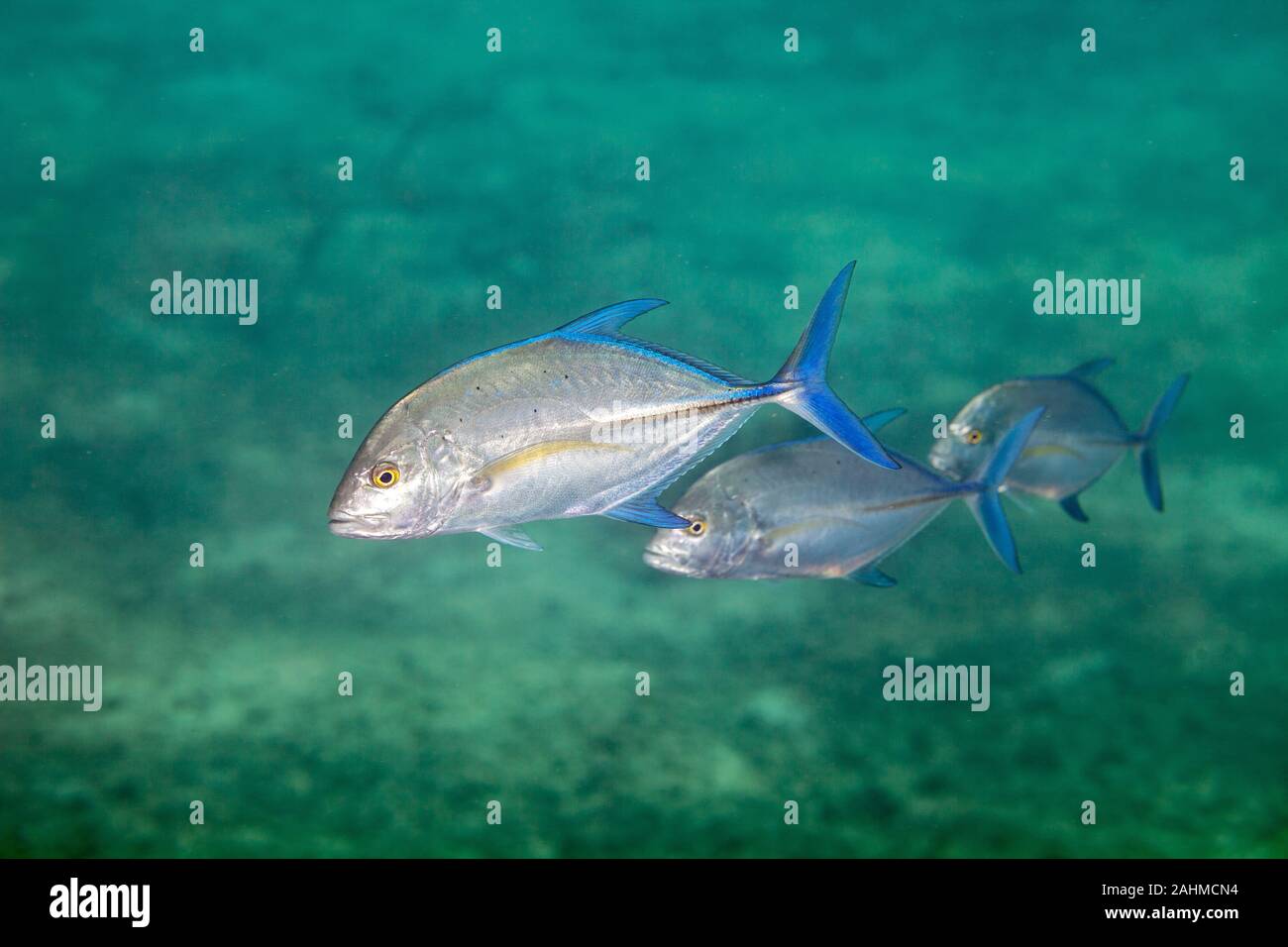 Bluefin trevally, Caranx melampygus, also known as the bluefin jack ...