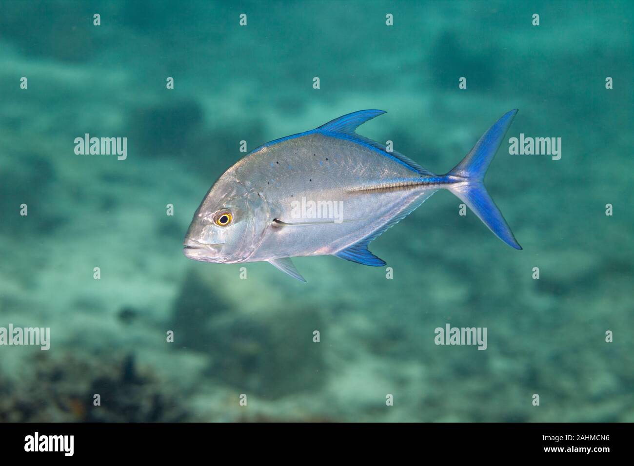Bluefin trevally, Caranx melampygus, also known as the bluefin jack ...