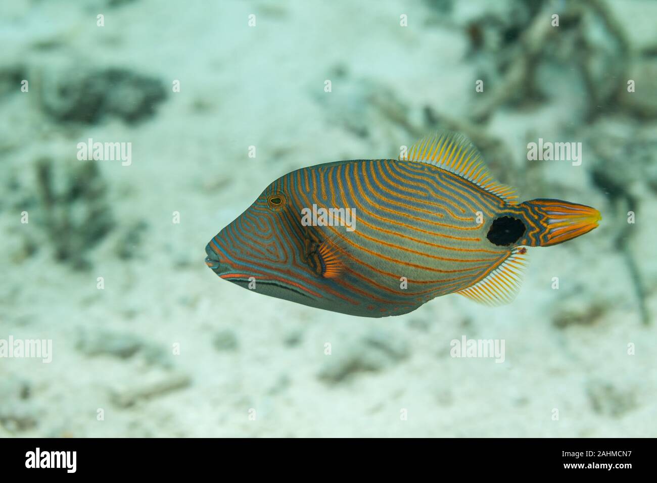 Orange-Lined Triggerfish, Orangestriped Triggerfish, Balistoides undulatus Stock Photo - Alamy