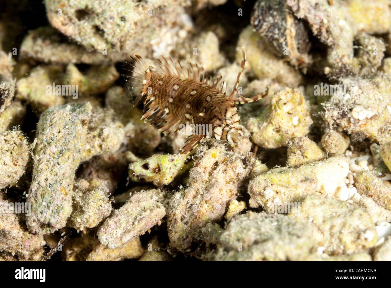 Juvenile rockmover wrasse hi-res stock photography and images - Alamy