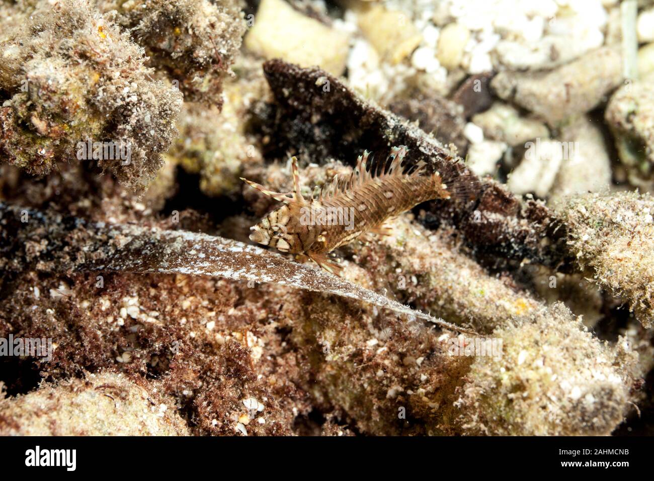 Juvenile rockmover wrasse hi-res stock photography and images - Alamy
