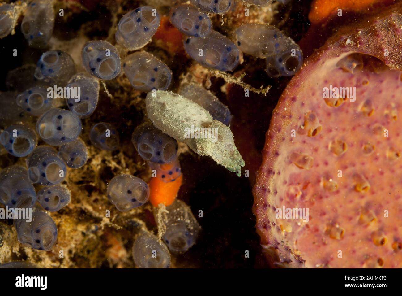 Pygmy Cuttlefish High Resolution Stock Photography and Images - Alamy