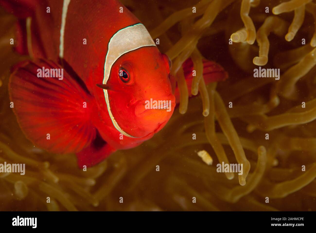Maroon clownfish, Premnas biaculeatus, commonly known as spine-cheeked ...