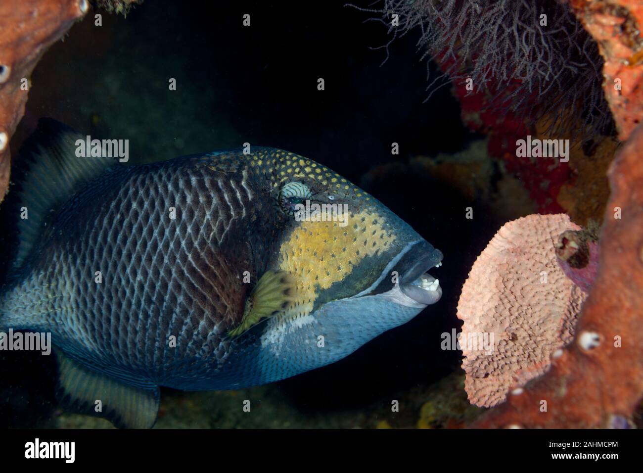 Titan triggerfish, giant triggerfish or moustache triggerfish ...