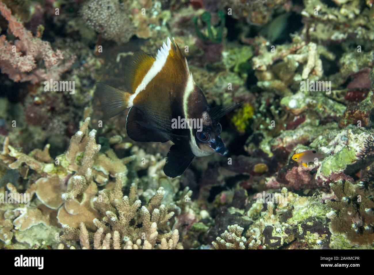 Horned bannerfish hi-res stock photography and images - Alamy