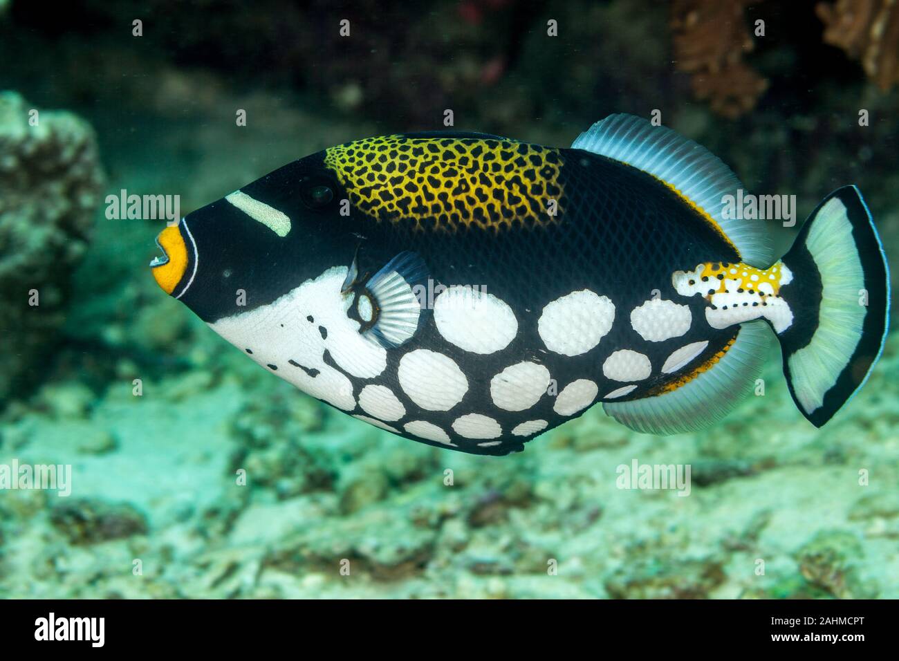 Bigspotted triggerfish hi-res stock photography and images - Alamy