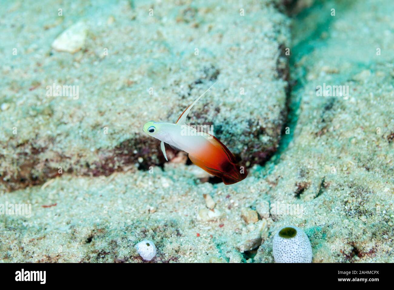 Fire Goby, Fire Fish, Fire Dartfish, or Red Fire Goby, Nemateleotris ...