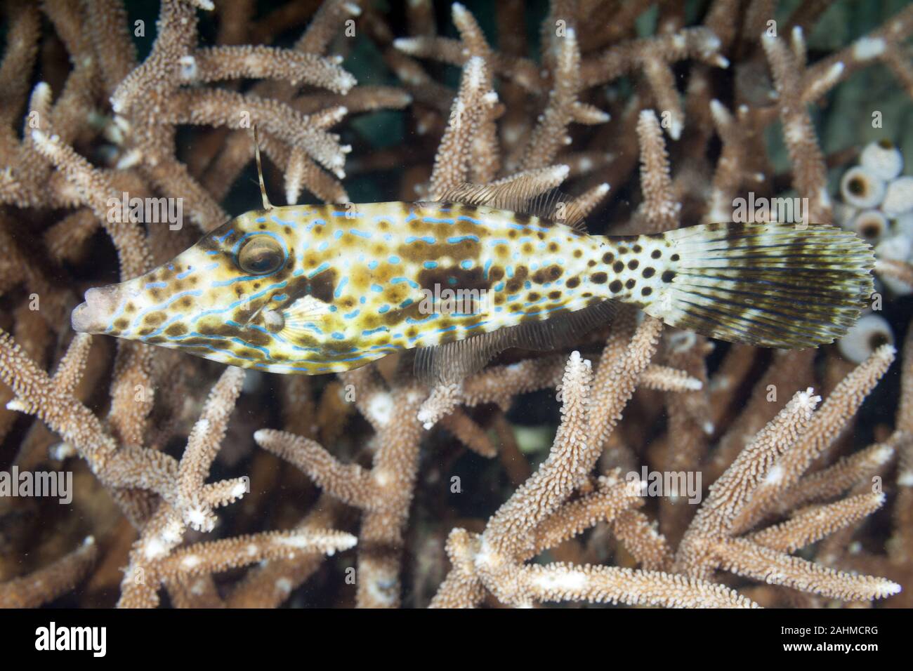 Scrawled filefish, broomtail filefish or scribbled leatherjacket ...