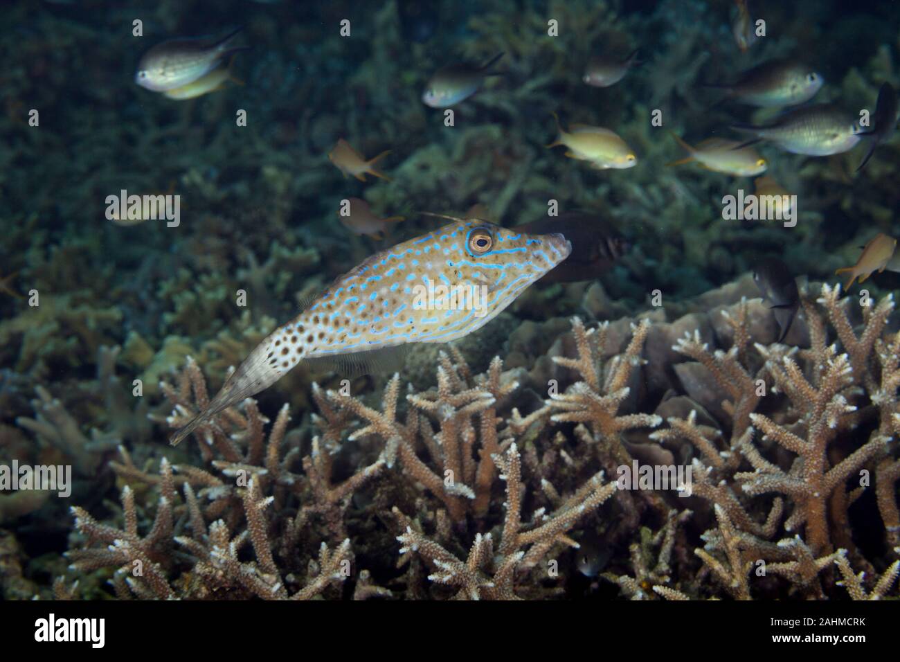 Scrawled filefish, broomtail filefish or scribbled leatherjacket ...