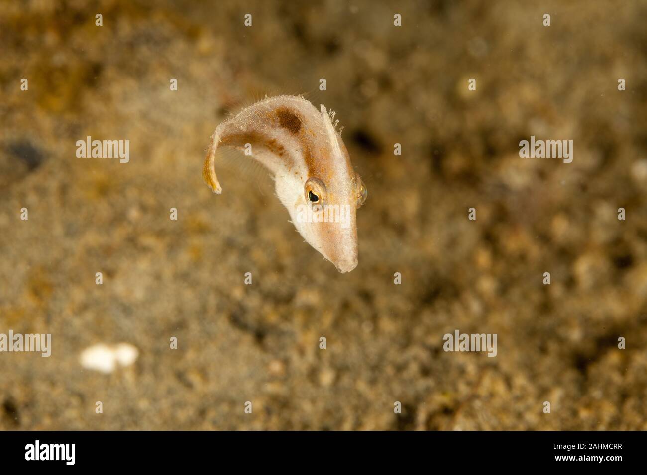Filefish (Monacanthidae) are a diverse family of tropical to ...