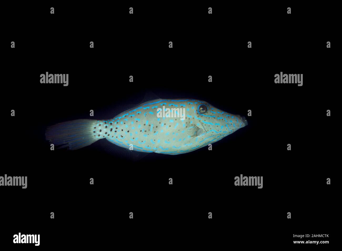 Scrawled filefish, broomtail filefish or scribbled leatherjacket ...