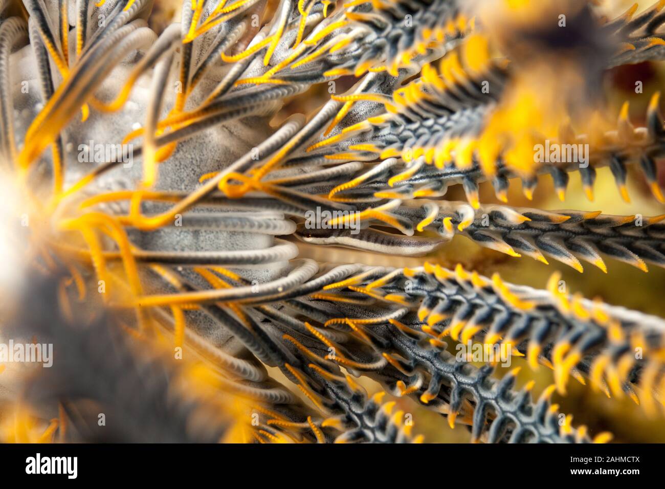 Clingfishes High Resolution Stock Photography and Images - Alamy