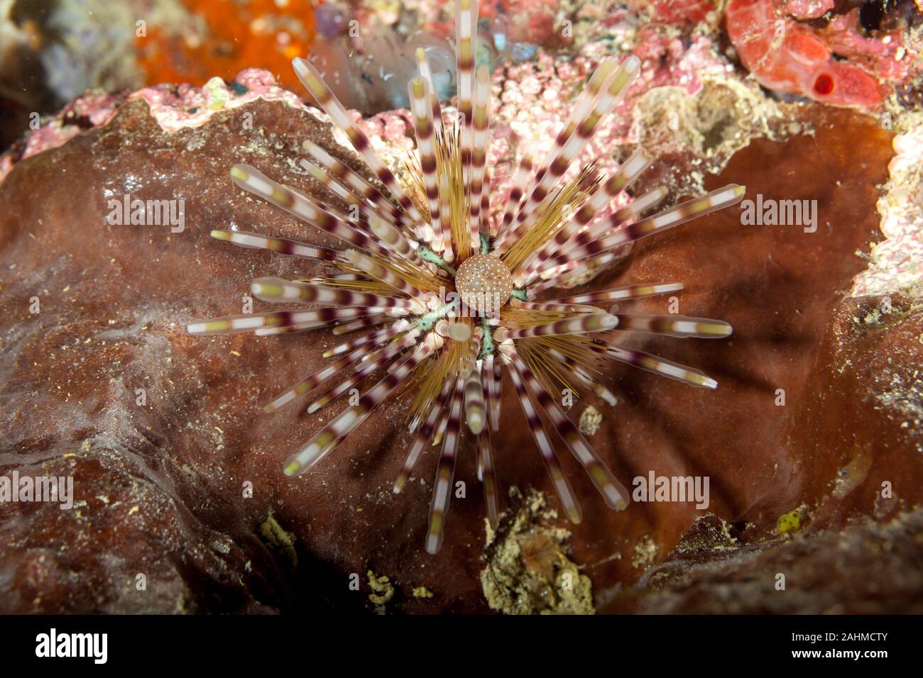 Banded sea urchin or double spined urchin, Echinothrix calamaris Stock ...