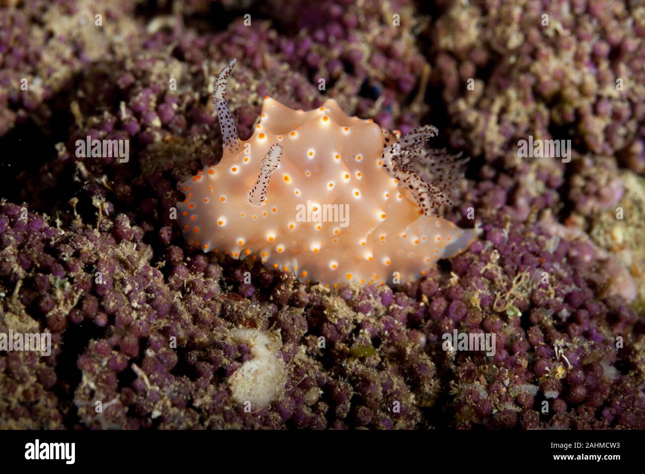 Halgerda carlsoni is a species of sea slug Stock Photo - Alamy