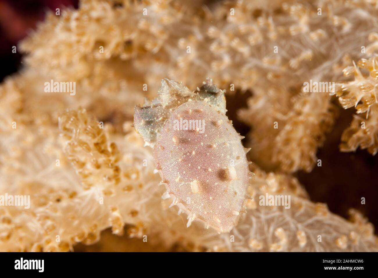 Pygmy Cuttlefish High Resolution Stock Photography and Images - Alamy