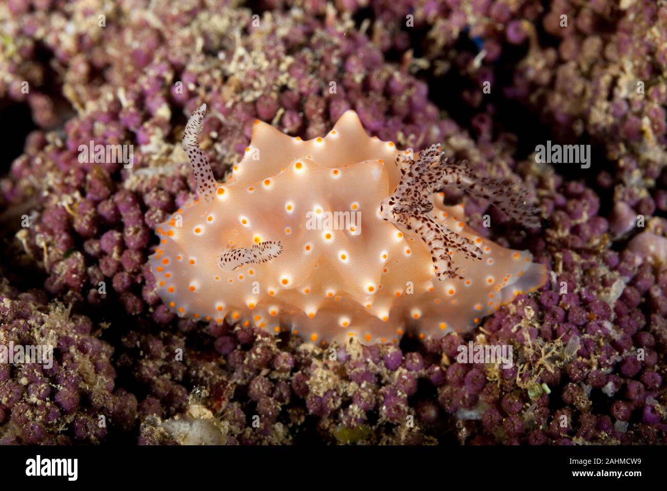 Halgerda carlsoni is a species of sea slug Stock Photo - Alamy