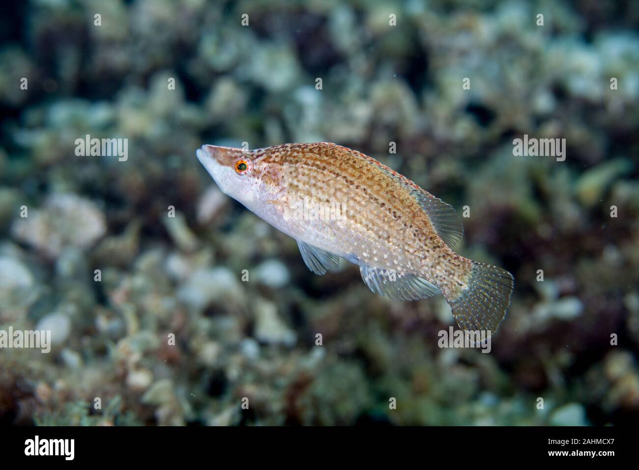 The pointed-snout wrasse, Symphodus rostratus Stock Photo - Alamy