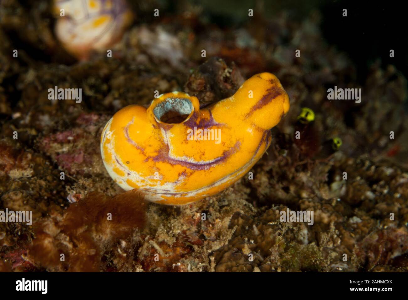 Sea squirt, tunicate, or ascidian living on the reef Stock Photo - Alamy
