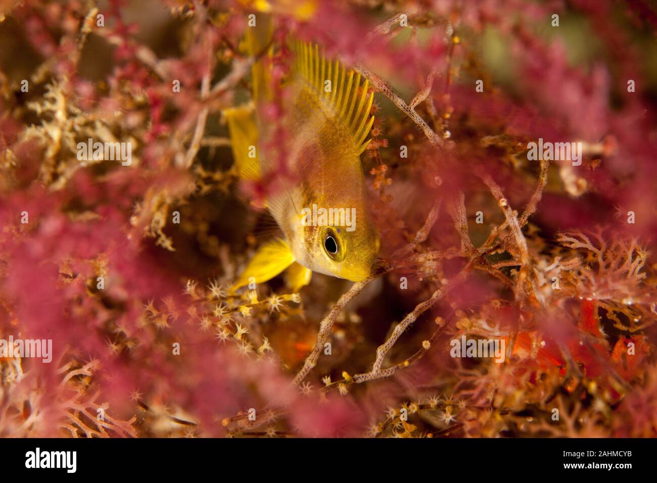 Sea life coral golden damselfish hi-res stock photography and images ...