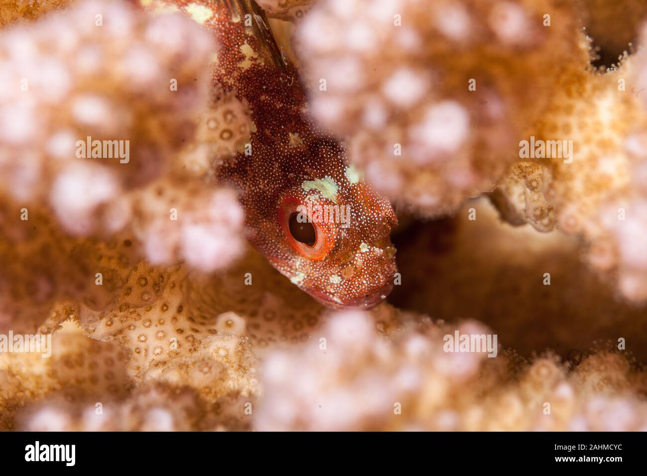 the yellowspotted scorpionfish in a coral, Sebastapistes cyanostigma ...