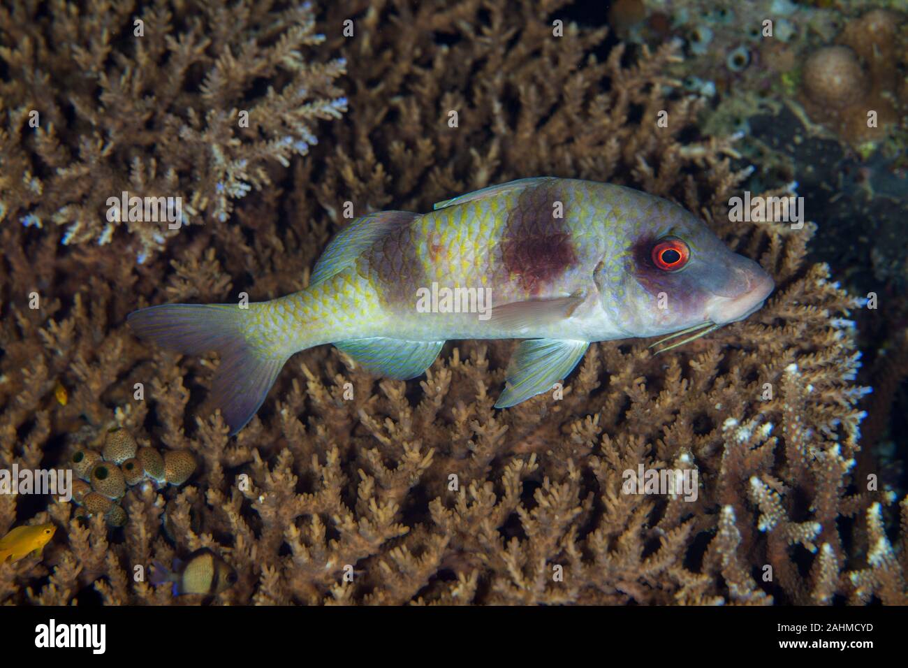 Doublebar goatfish hi-res stock photography and images - Alamy