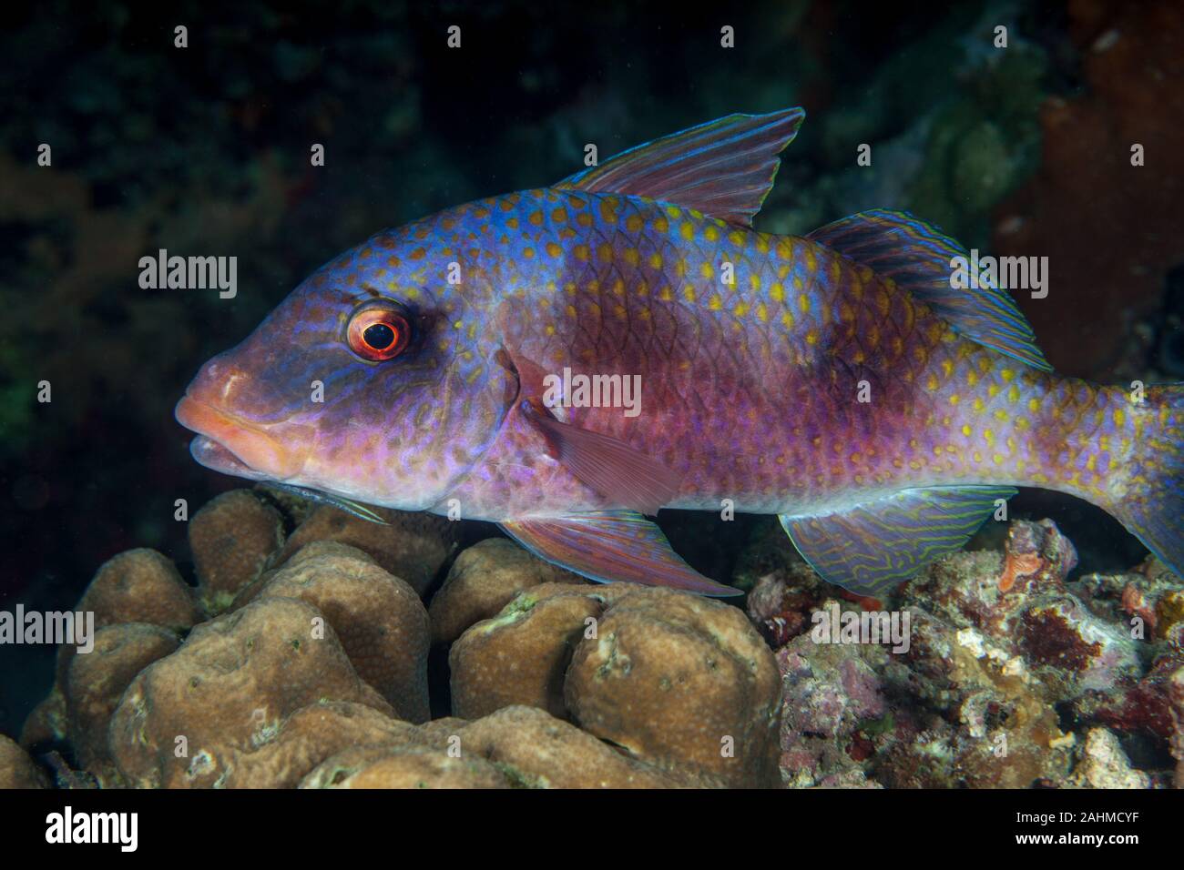 Doublebar goatfish , parupeneus bifasciatus Stock Photo - Alamy