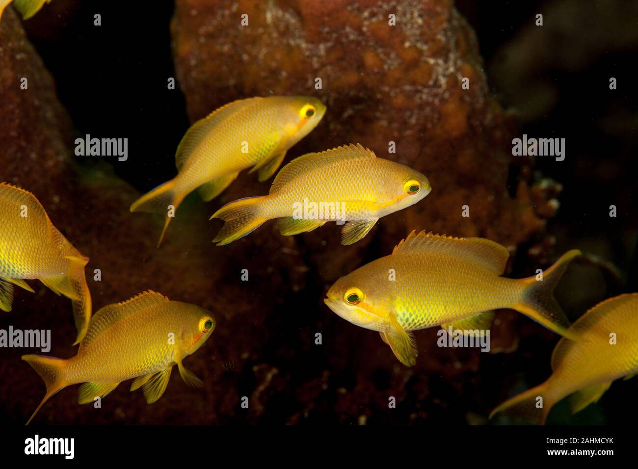 Gold anthias fish hi-res stock photography and images - Alamy