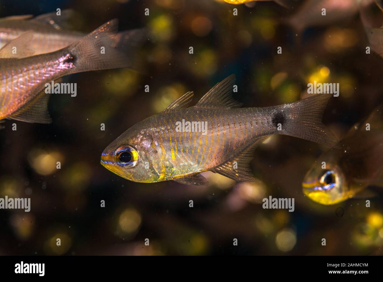 Capricorn cardinalfish, Ostorhinchus capricornis Stock Photo - Alamy