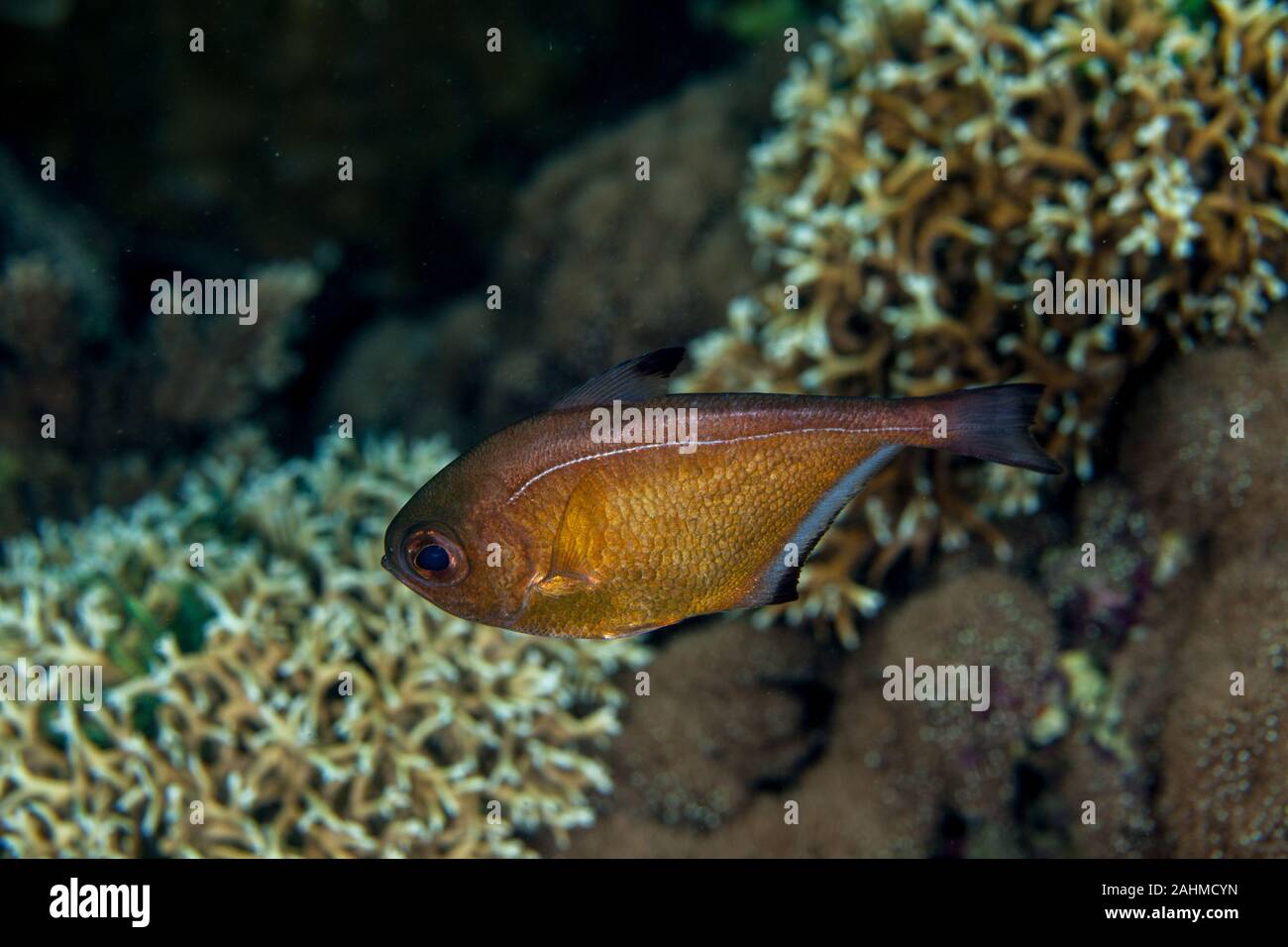 Silver sweeper , pempheris oualensis Stock Photo - Alamy
