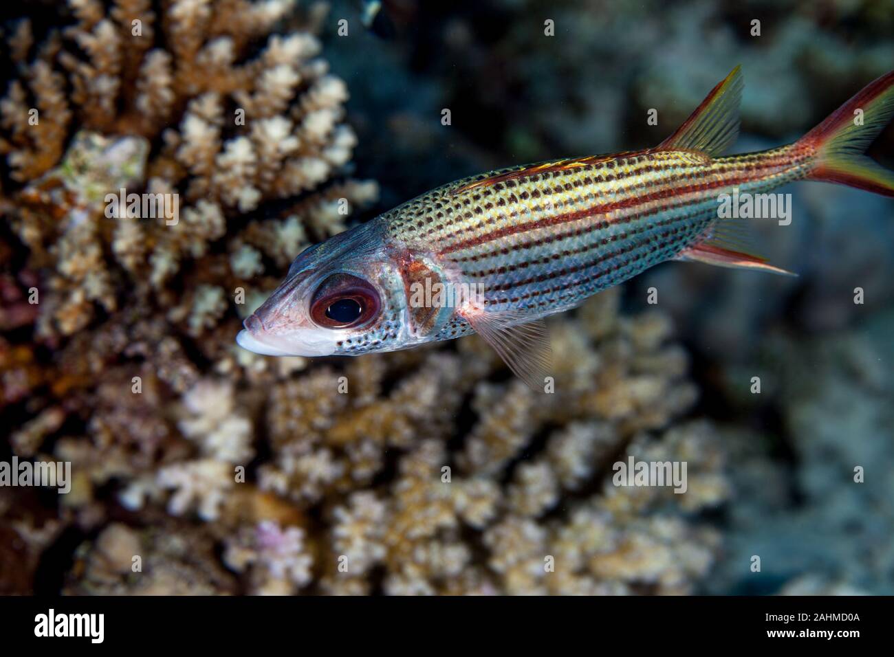 the blood-spot squirrelfish, Neoniphon sammara, also known as the ...