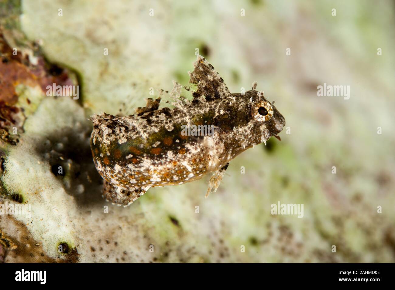 Sabretooth fish hi-res stock photography and images - Alamy