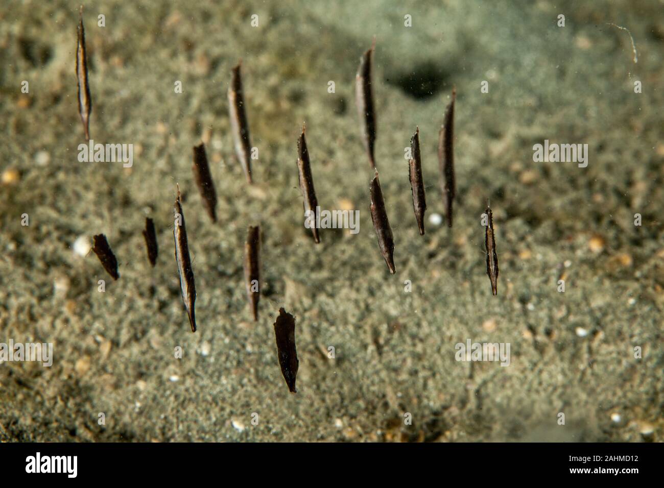 School of razorfish hi-res stock photography and images - Alamy