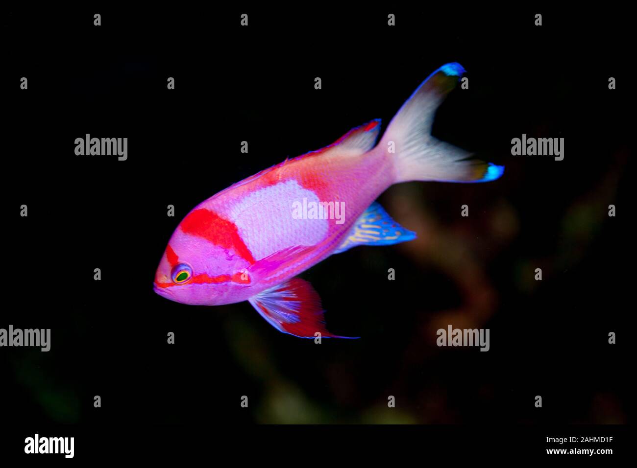 Pink Square Anthias Care