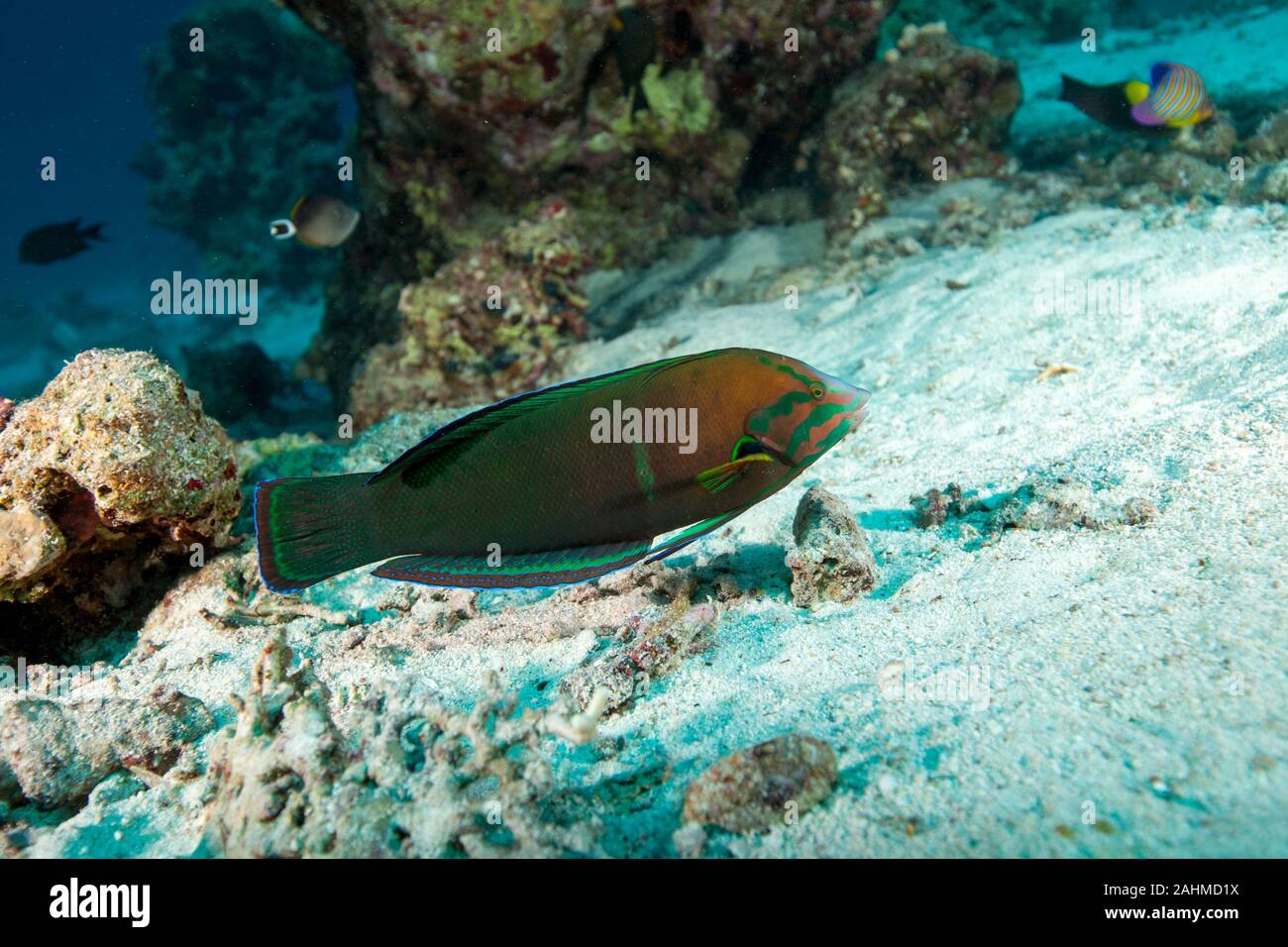 Clownwrasse hi-res stock photography and images - Alamy