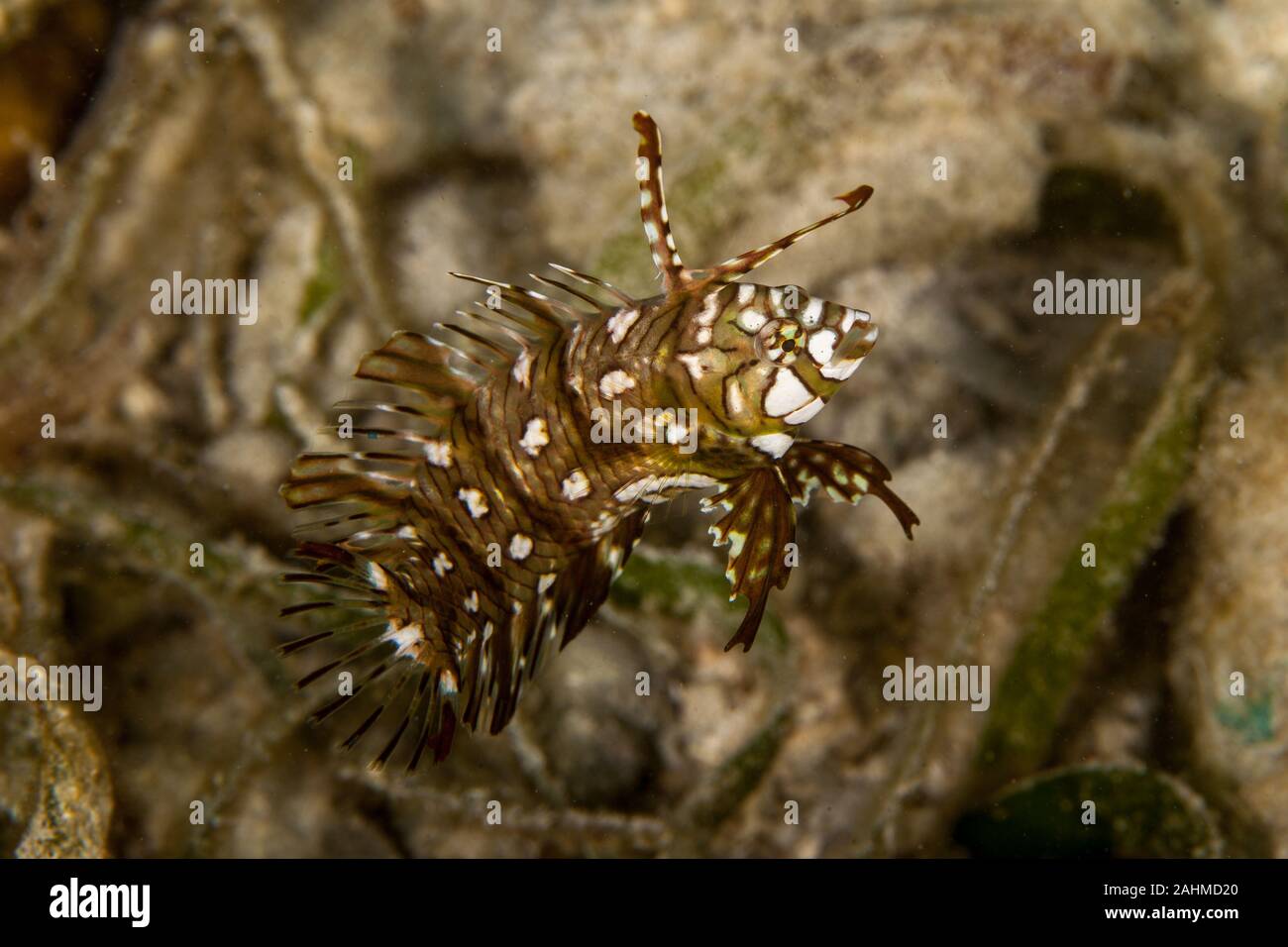 Juvenile rockmover wrasse hi-res stock photography and images - Alamy