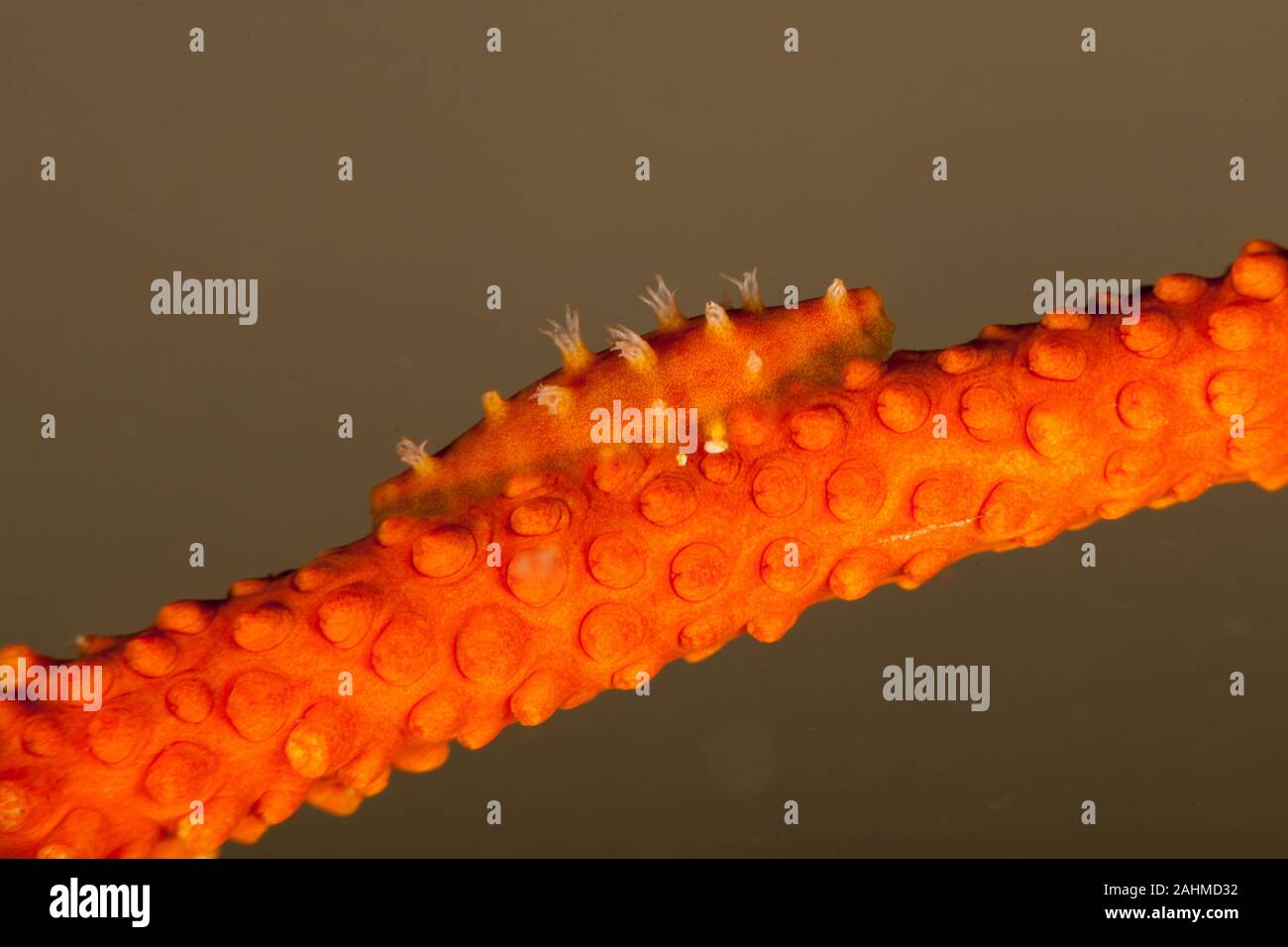 Snail on Whip Coral, Hiatavolva coarctata is a species of sea snail, a ...