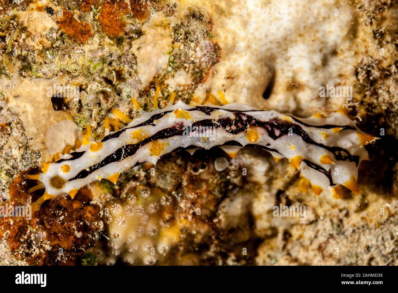 Juvenile Sea cucumbers are echinoderms from the class Holothuroidea ...