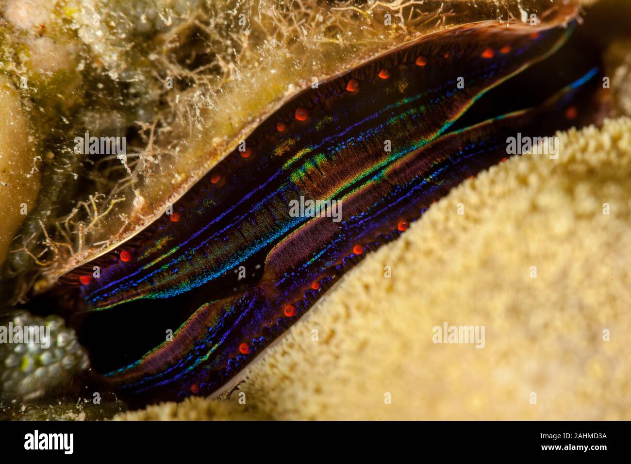 Pedum spondyloideum, Coral Clam Stock Photo - Alamy