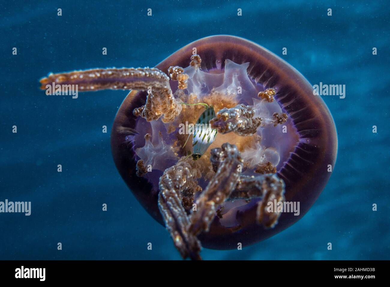 jellyfish with a juvenile jackfish Stock Photo - Alamy